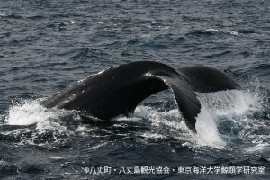 Laboratory of Cetacean Biology Tokyo University of Marine Science and ...
